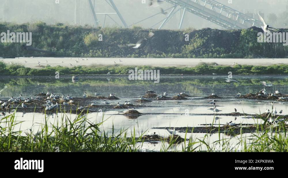 Swamp beds Stock Videos & Footage - HD and 4K Video Clips - Alamy