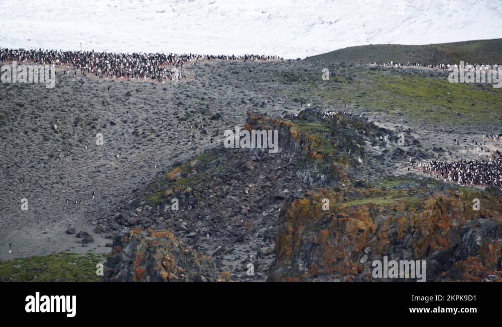 Birds winter huddle Stock Videos & Footage - HD and 4K Video Clips - Alamy
