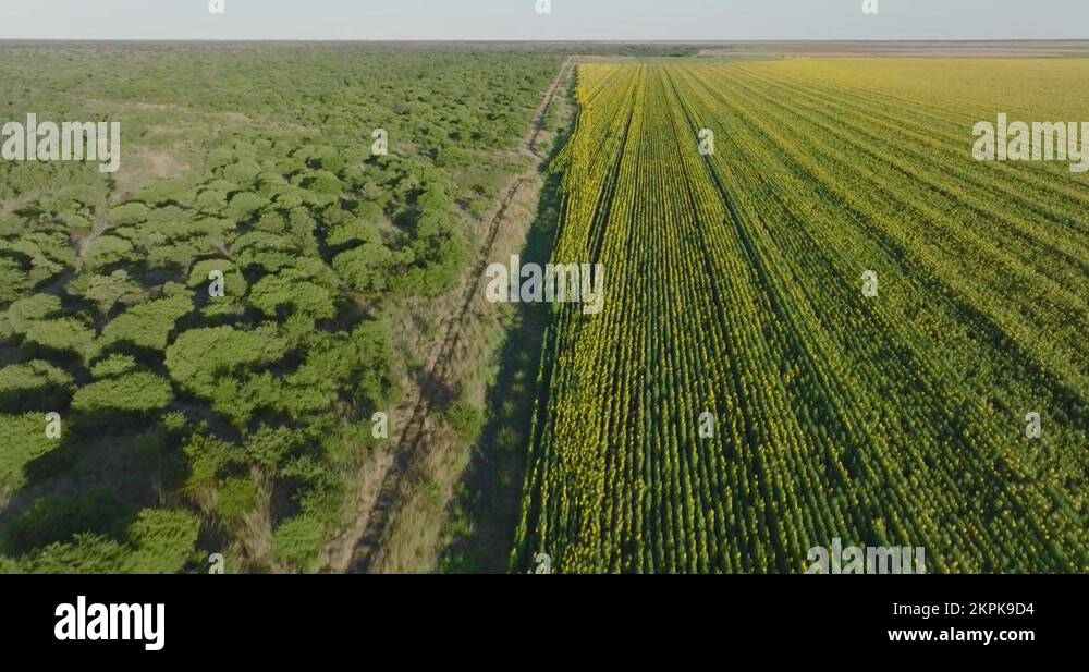 Deforestation in Africa.Aerial. large fields of sunflowers encroaching ...