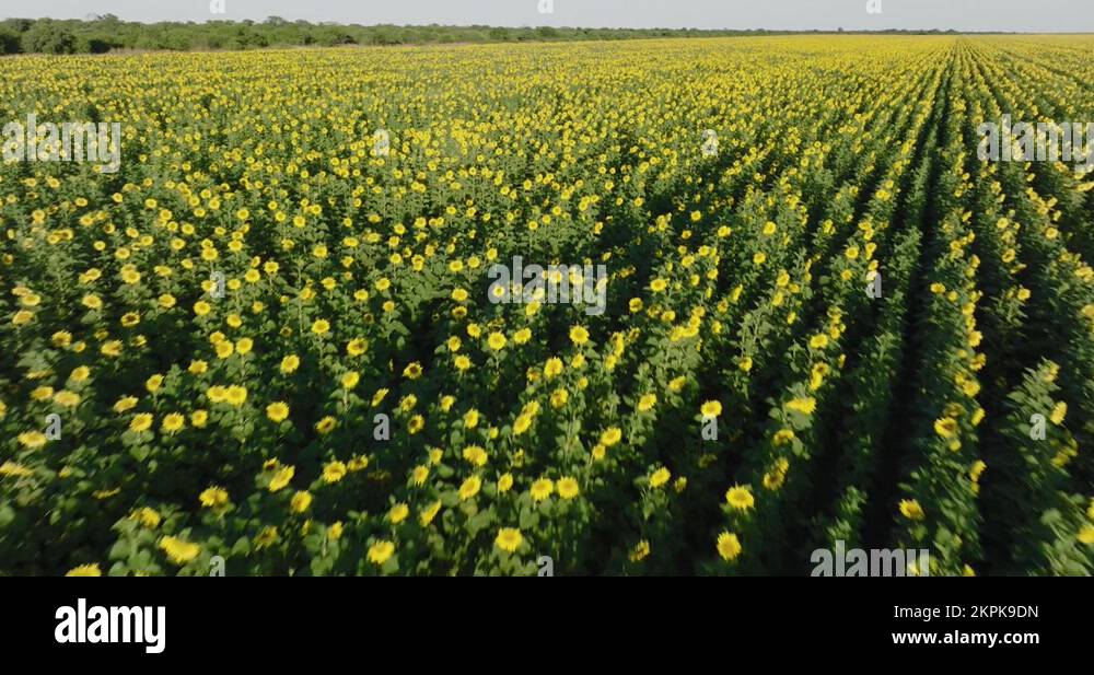 Deforestation in Africa.Aerial. large fields of sunflowers encroaching ...