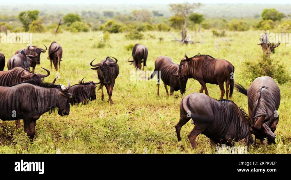 Wildebeest family grazing and bonding, in Kenya during rainy season ...