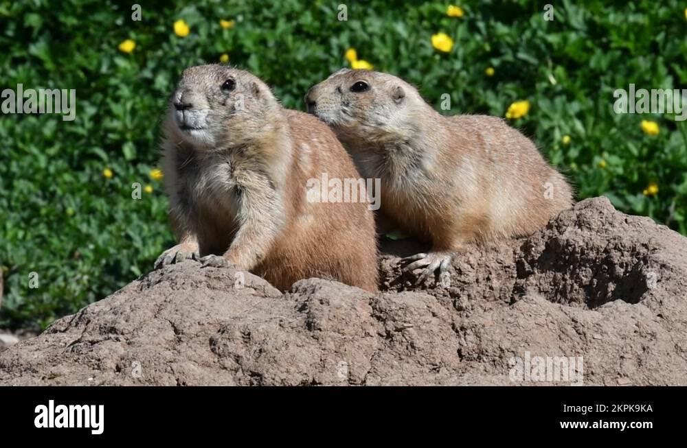 Colorado prairie dogs Stock Videos & Footage - HD and 4K Video Clips ...