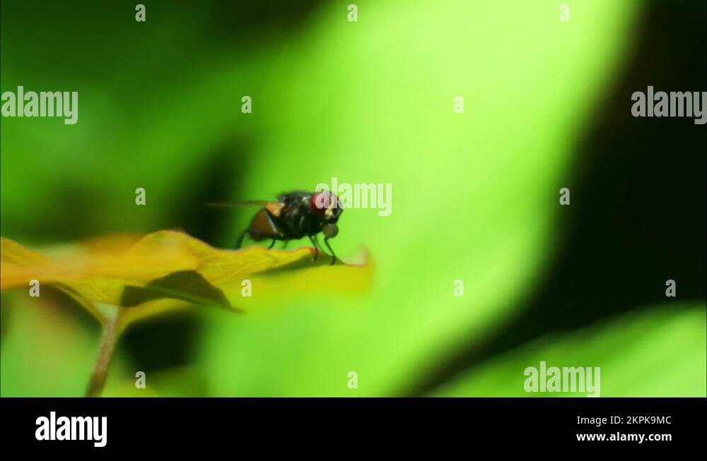 Wildlife wallpaper hd Stock Videos & Footage - HD and 4K Video Clips ...