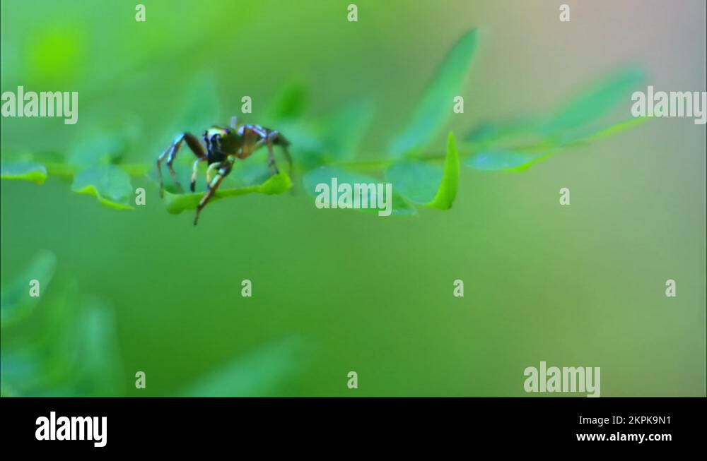 Summer spiders Stock Videos & Footage - HD and 4K Video Clips - Alamy