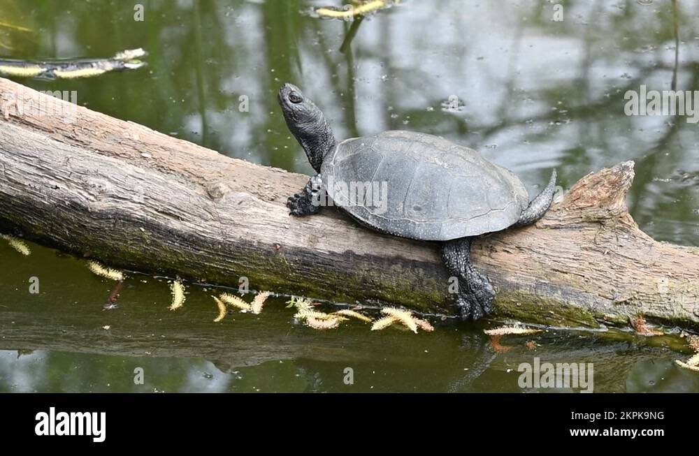 European pond tortoise terrapin turtle Stock Videos & Footage - HD and ...