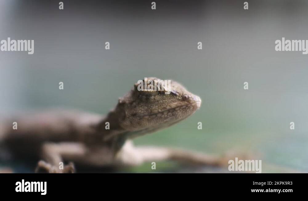 Agamidae lizards Stock Videos & Footage - HD and 4K Video Clips - Alamy