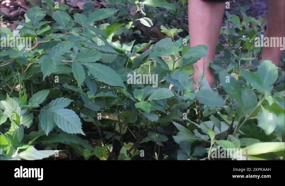 male hands slashing grass with a sickle. clear the bushes Stock Video ...