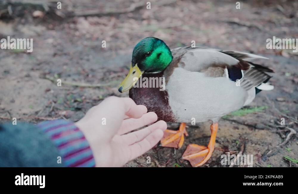 Animal human connection Stock Videos & Footage - HD and 4K Video Clips ...