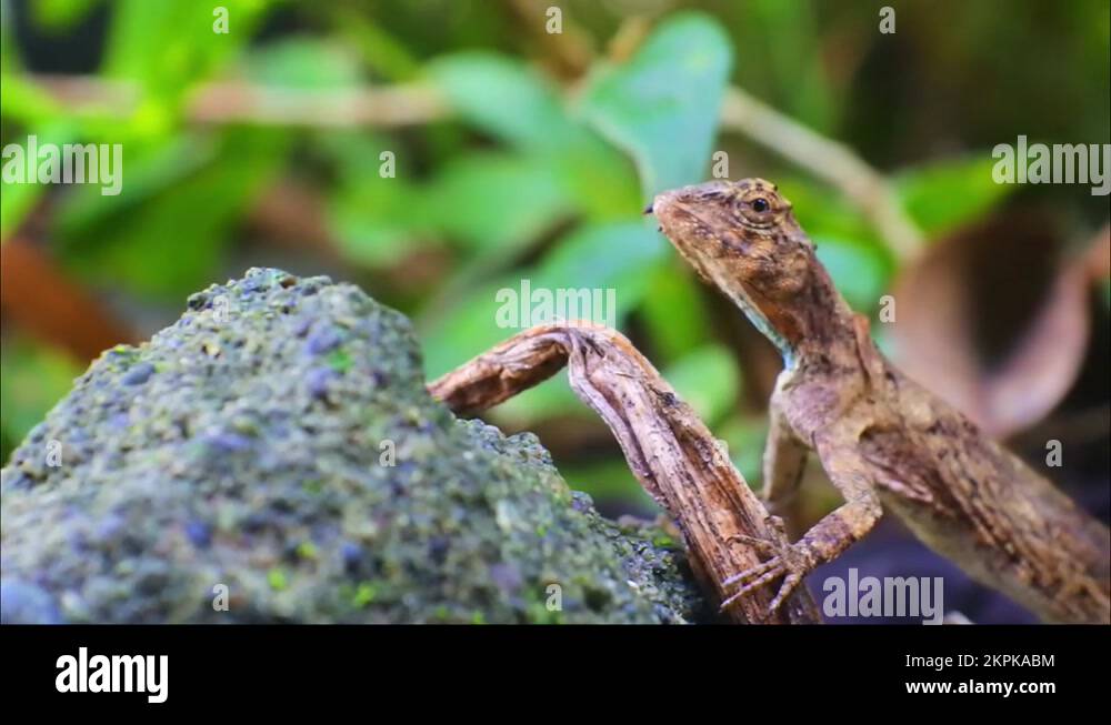 A species of tree lizard from the Agamidae tribe. flying geckos Stock ...