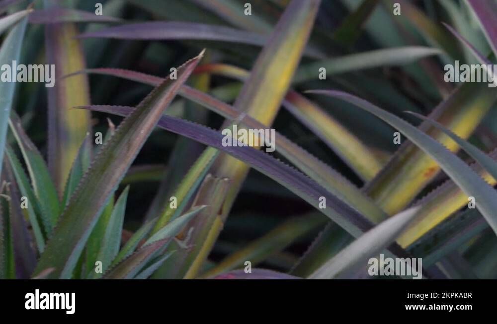 Pineapple texture Stock Videos & Footage - HD and 4K Video Clips - Alamy