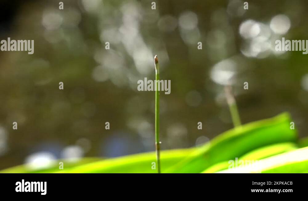 Reed anatomy Stock Videos & Footage - HD and 4K Video Clips - Alamy