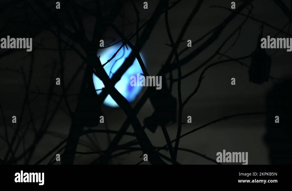 Bats silhouette moon Stock Videos & Footage - HD and 4K Video Clips - Alamy