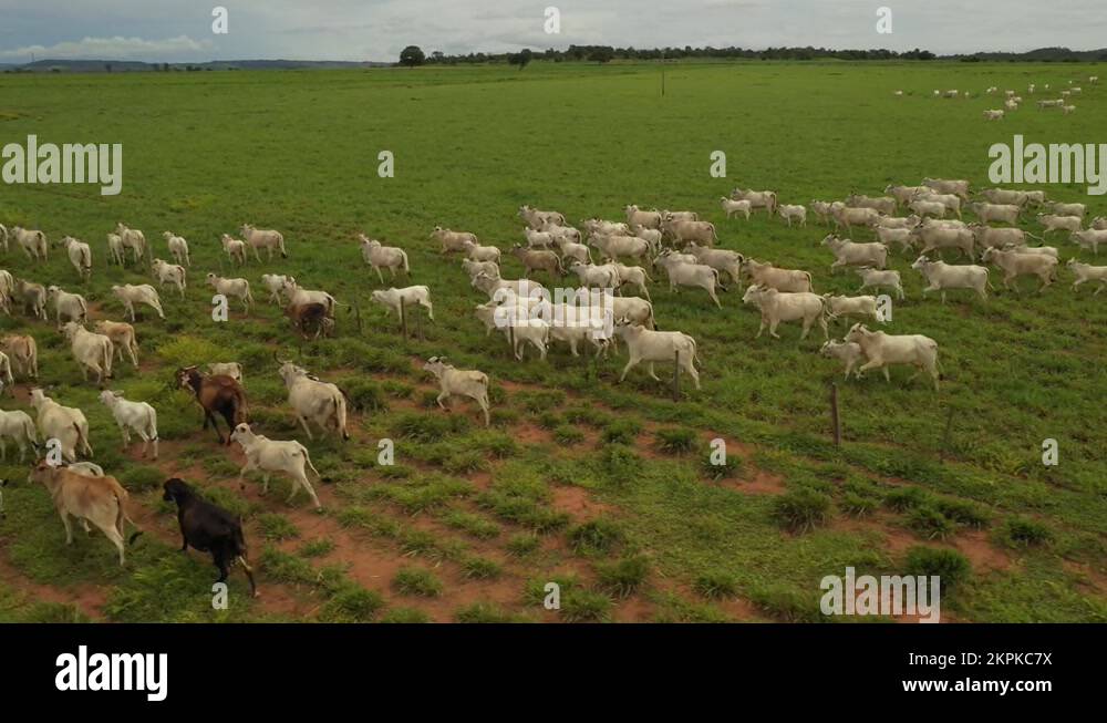 cattle ranching in the amazon in a deforested area in the north of ...