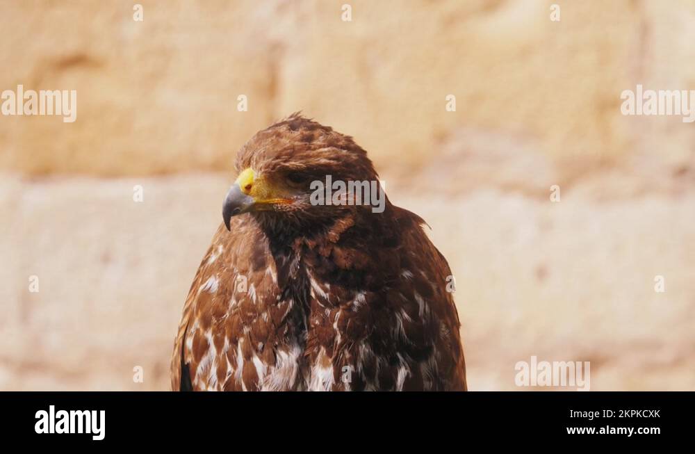 Medieval animals Stock Videos & Footage - HD and 4K Video Clips - Alamy