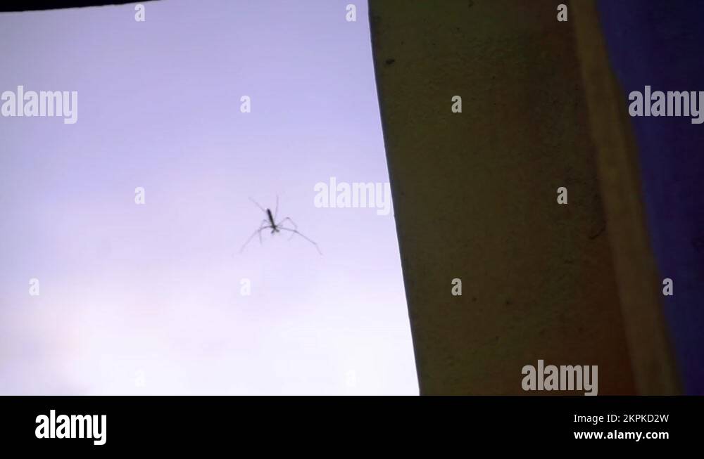 Spider walk Stock Videos & Footage - HD and 4K Video Clips - Alamy