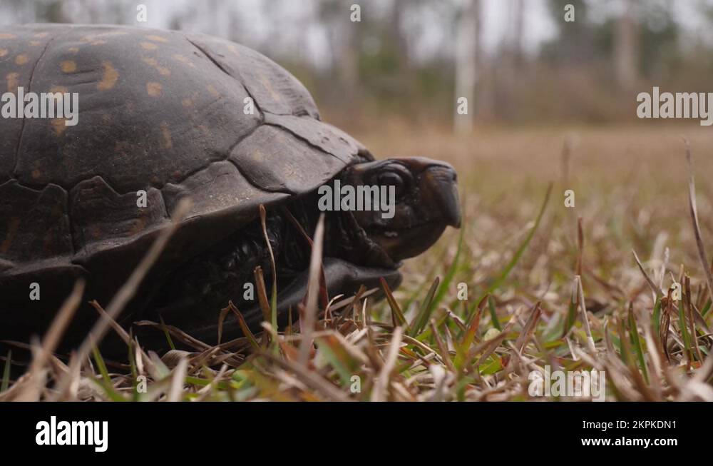 Eastern box turtle species Stock Videos & Footage - HD and 4K Video ...