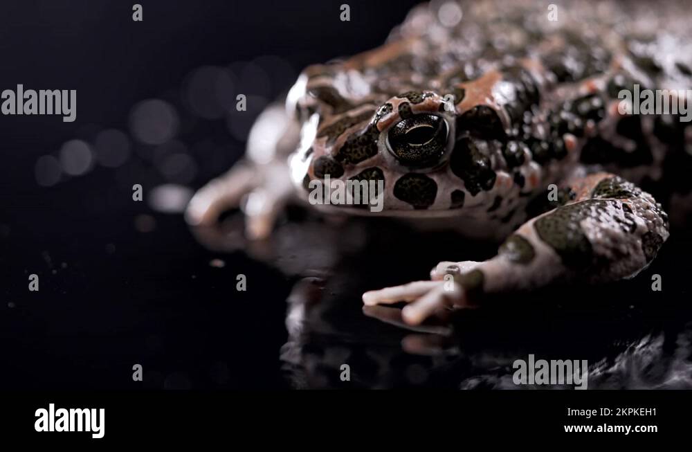 Spotted ground toad on mirror surface. Natterjack breathing and looking ...