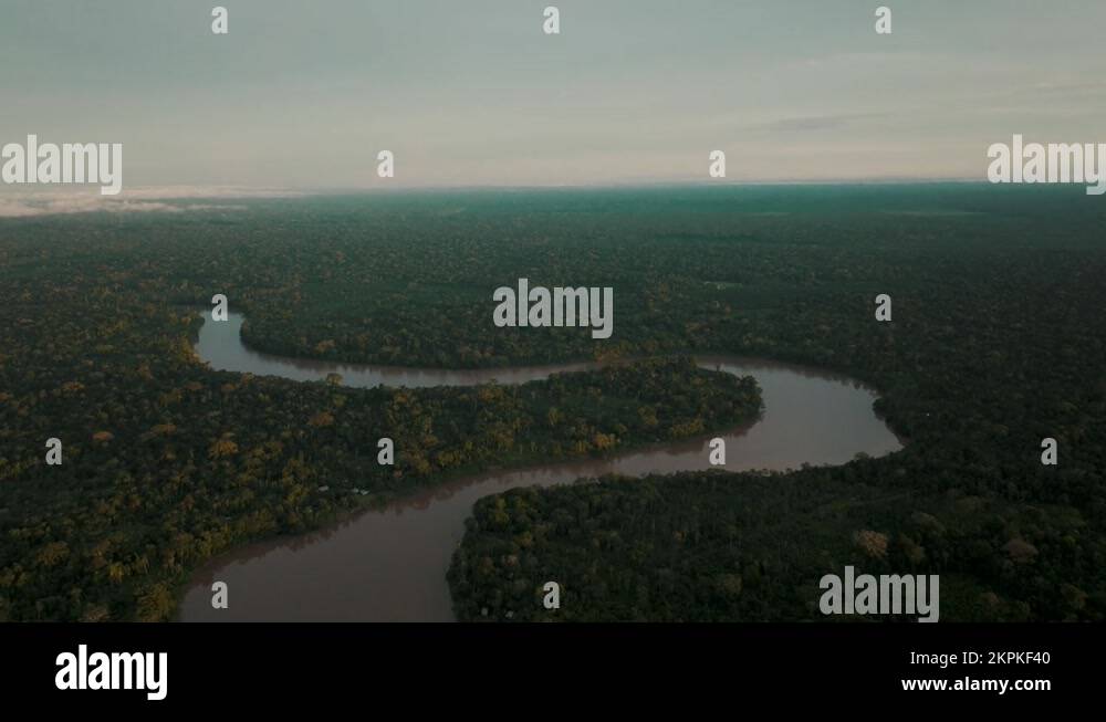 Snakes rainforest Stock Videos & Footage - HD and 4K Video Clips - Alamy