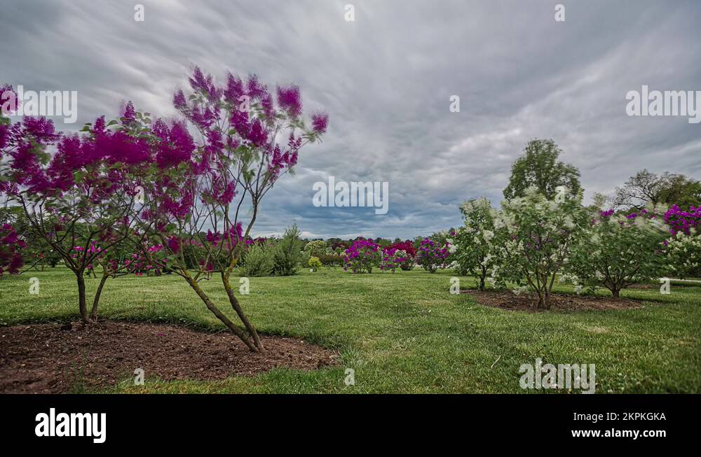 Varieties of trees Stock Videos & Footage - HD and 4K Video Clips - Alamy