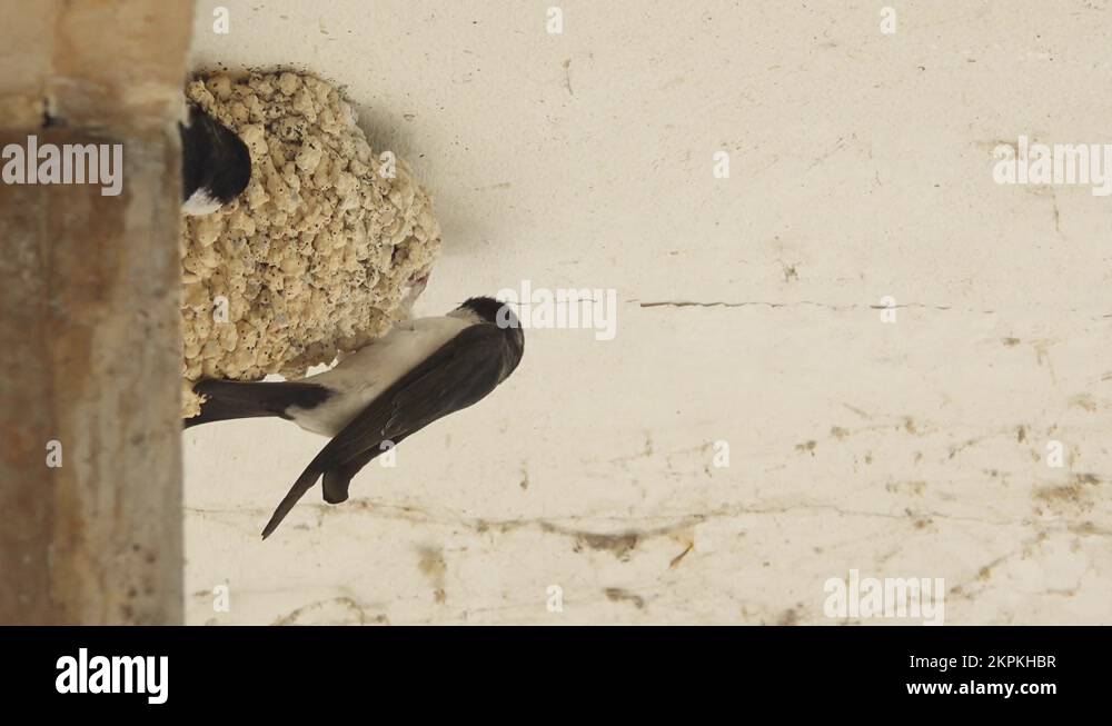 Swift nest building Stock Videos & Footage - HD and 4K Video Clips - Alamy