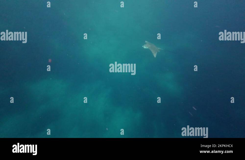 Manta rays in open clear ocean water, Komodo national park indonesia ...