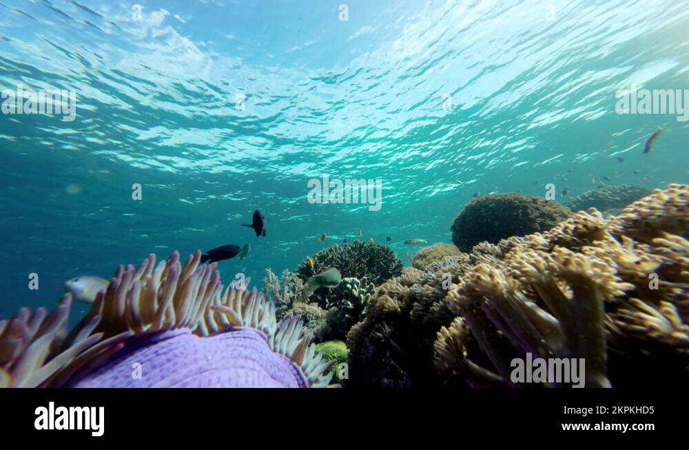 Flora and fauna indonesia Stock Videos & Footage - HD and 4K Video ...