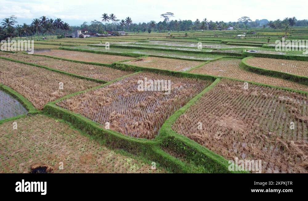 Windrow straw Stock Videos & Footage - HD and 4K Video Clips - Alamy