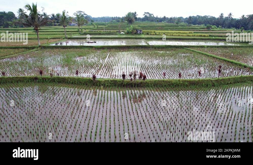 Crop stick Stock Videos & Footage - HD and 4K Video Clips - Alamy