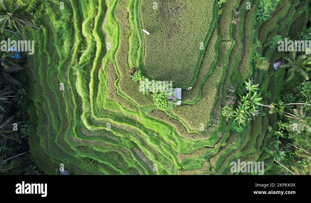 Rice terraces swathes on hill slope, top-down aerial shot, camera ...