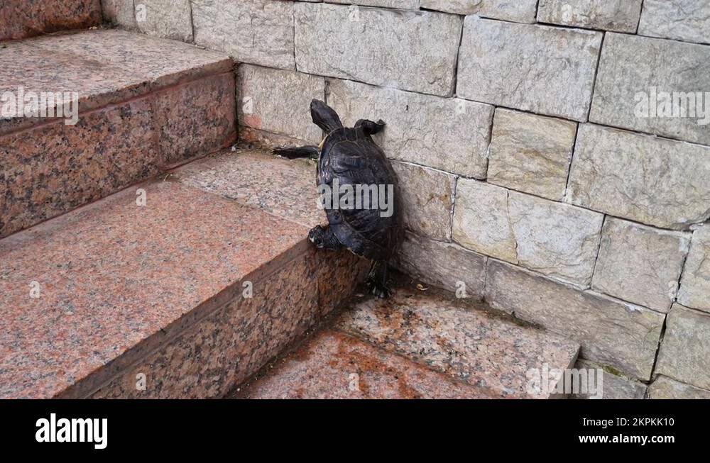 Patience make steps to success Stock Videos & Footage - HD and 4K Video ...