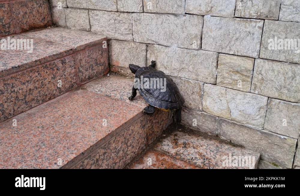 Climb stairs Stock Videos & Footage - HD and 4K Video Clips - Alamy