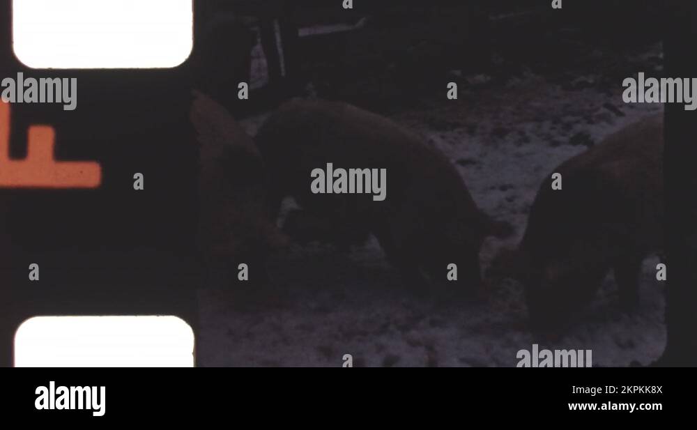 Three pigs Stock Videos & Footage - HD and 4K Video Clips - Alamy