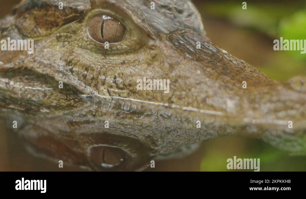 Prehistoric amphibious reptile Stock Videos & Footage - HD and 4K Video ...