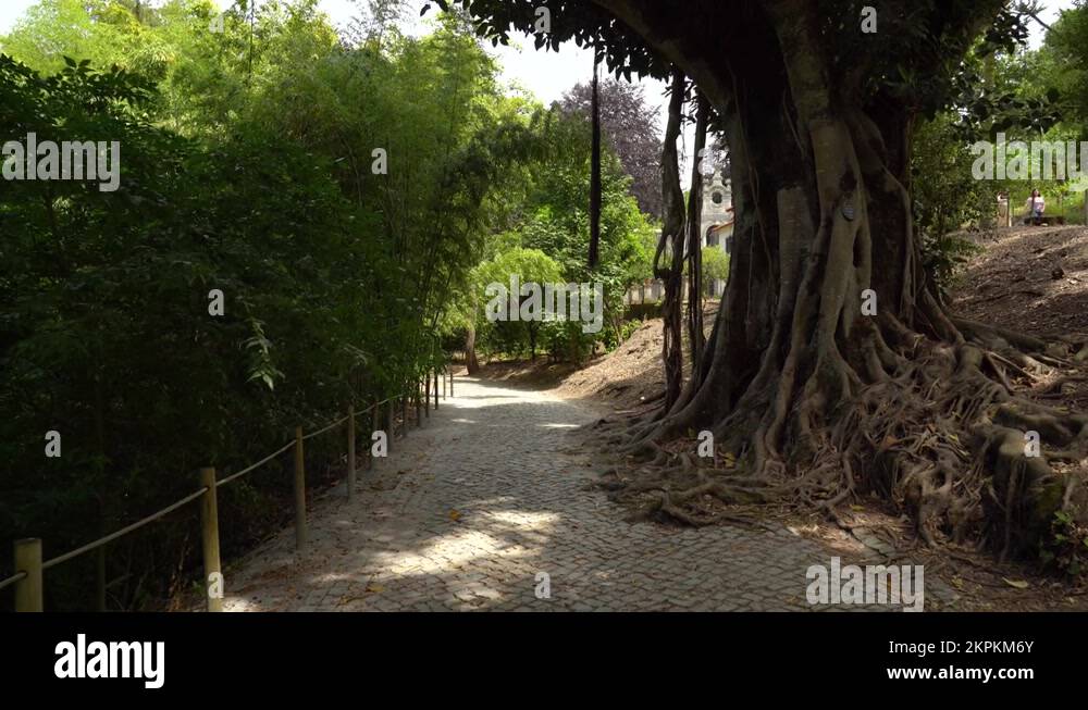 Eucalyptus tree europe Stock Videos & Footage - HD and 4K Video Clips ...