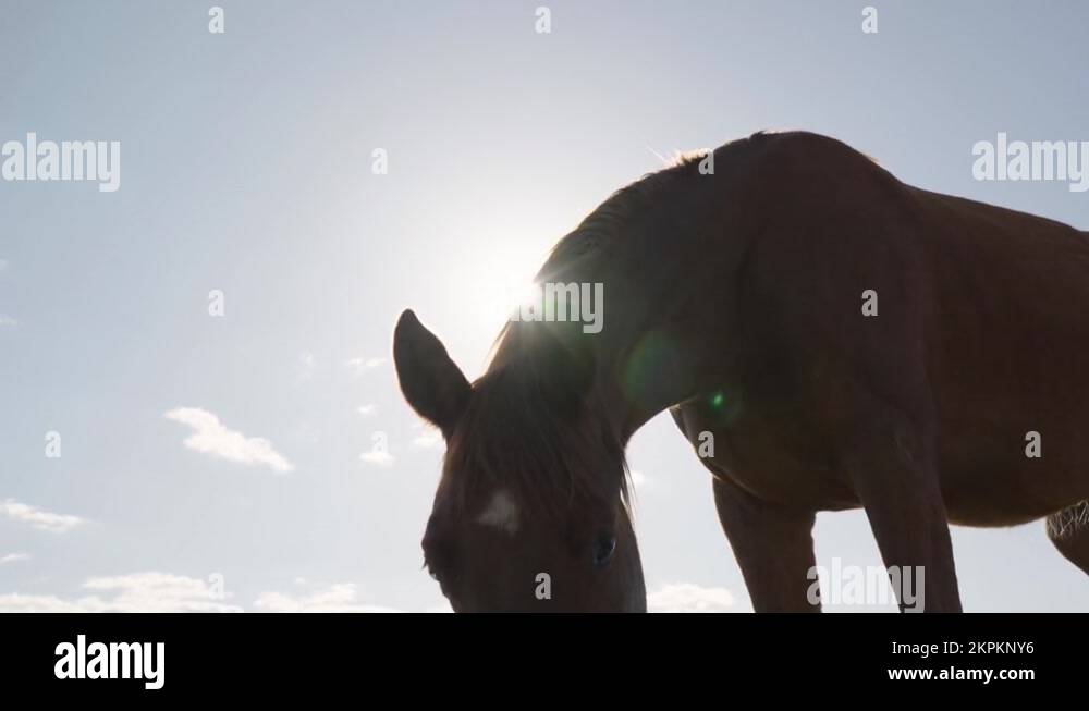 Marehorse Stock Videos & Footage - HD and 4K Video Clips - Alamy