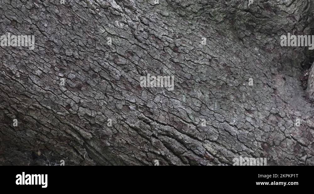 Aging oak tree Stock Videos & Footage - HD and 4K Video Clips - Alamy