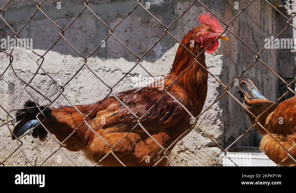 Chicken layers Stock Videos & Footage - HD and 4K Video Clips - Alamy