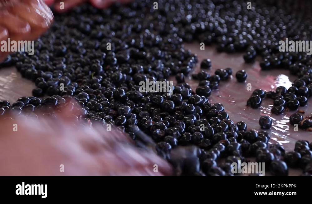 Sorting table Stock Videos & Footage - HD and 4K Video Clips - Alamy