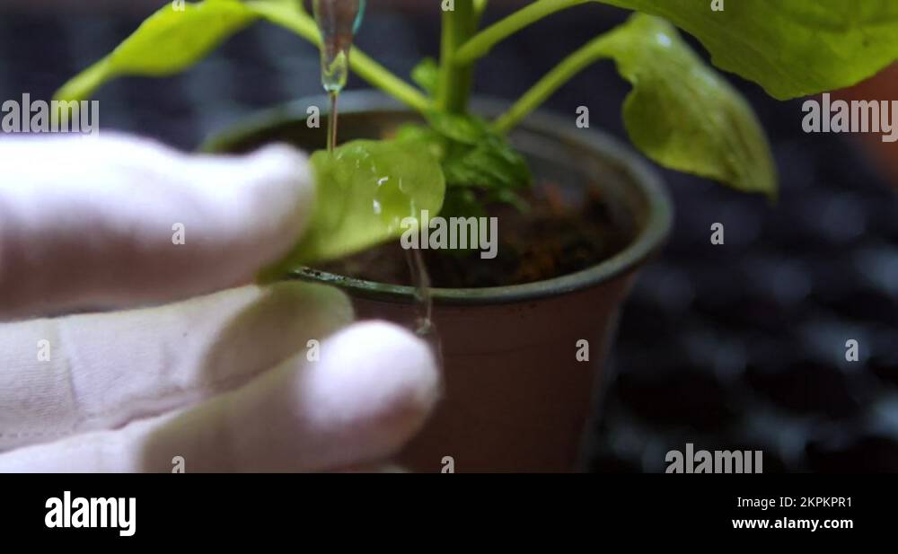 Irrigating plants Stock Videos & Footage - HD and 4K Video Clips - Alamy