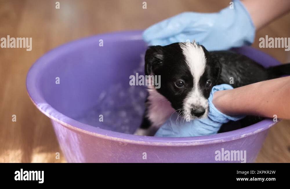 Female vet bathes a small dog, black and white coloring. Washing dogs ...