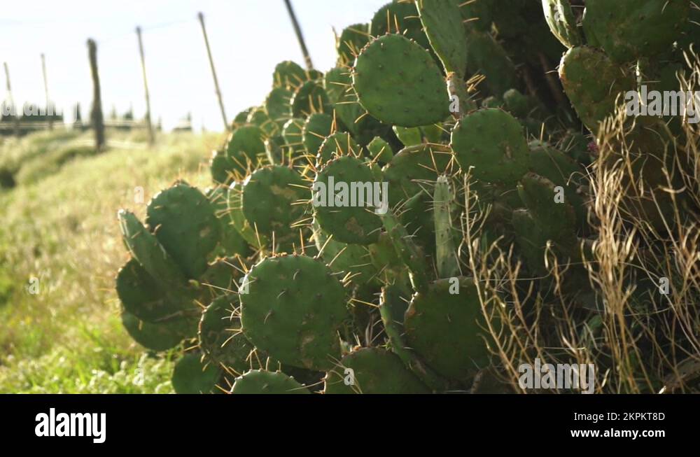 Pointy spines Stock Videos & Footage - HD and 4K Video Clips - Alamy
