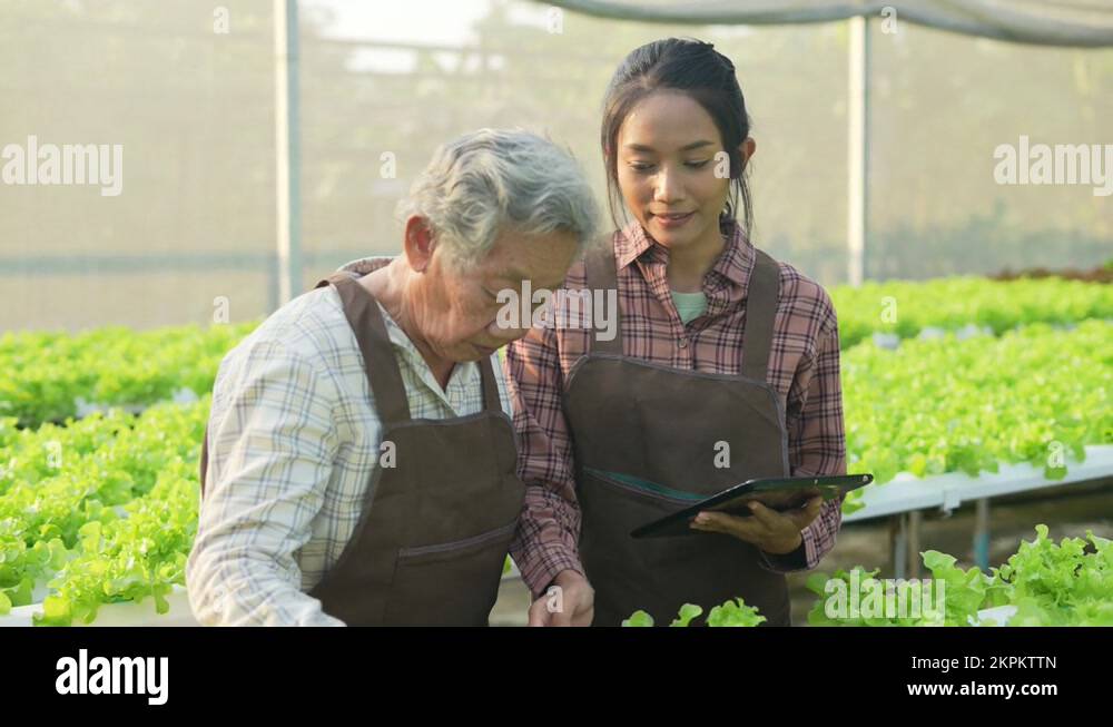 agriculture concept of 4k Resolution. Asian woman checking vegetables ...