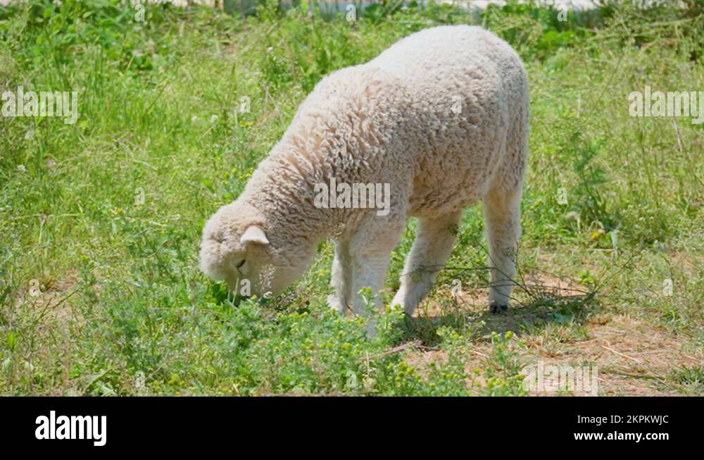 Ewe and lamb in sun Stock Videos & Footage - HD and 4K Video Clips - Alamy