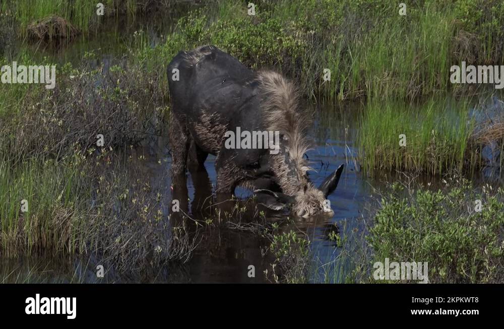 Moose in marsh Stock Videos & Footage - HD and 4K Video Clips - Alamy