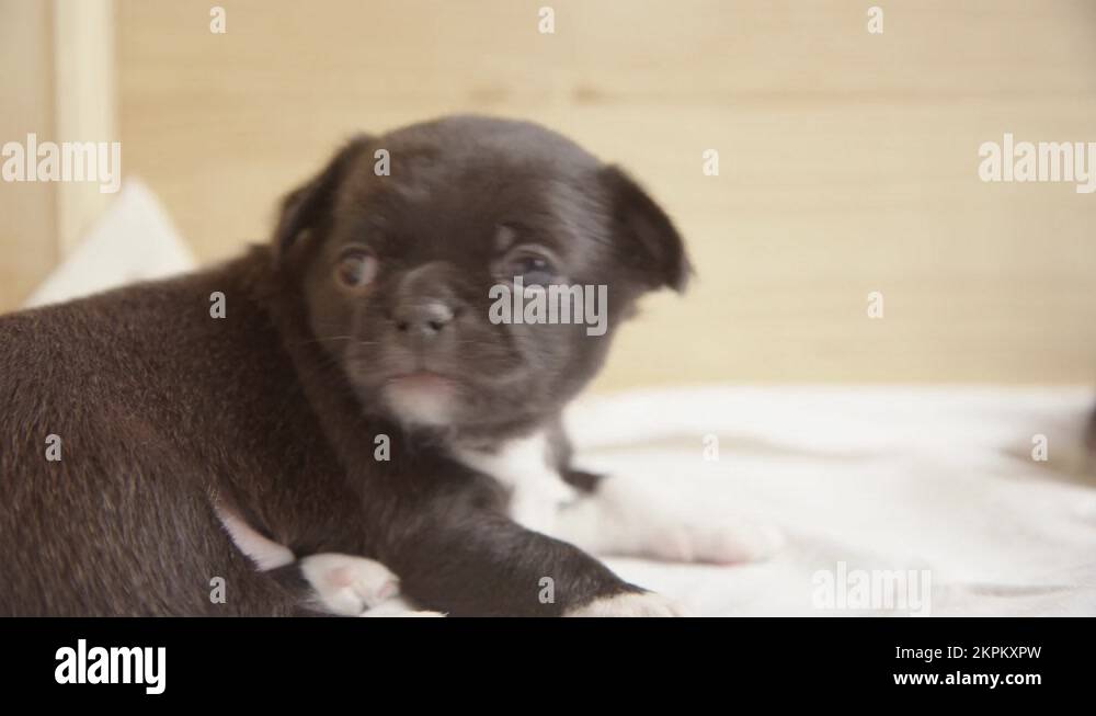 YAWNING - A Japanese Chin, Chihuahua mix 3 week old puppy at home Stock ...