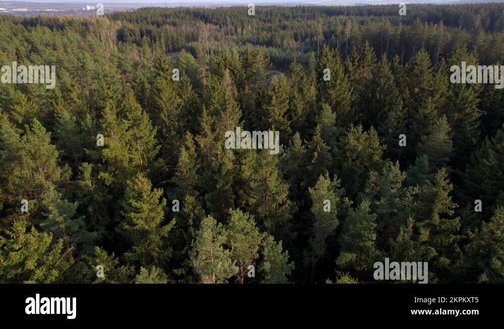 Rain forest ecosystem Stock Videos & Footage - HD and 4K Video Clips ...