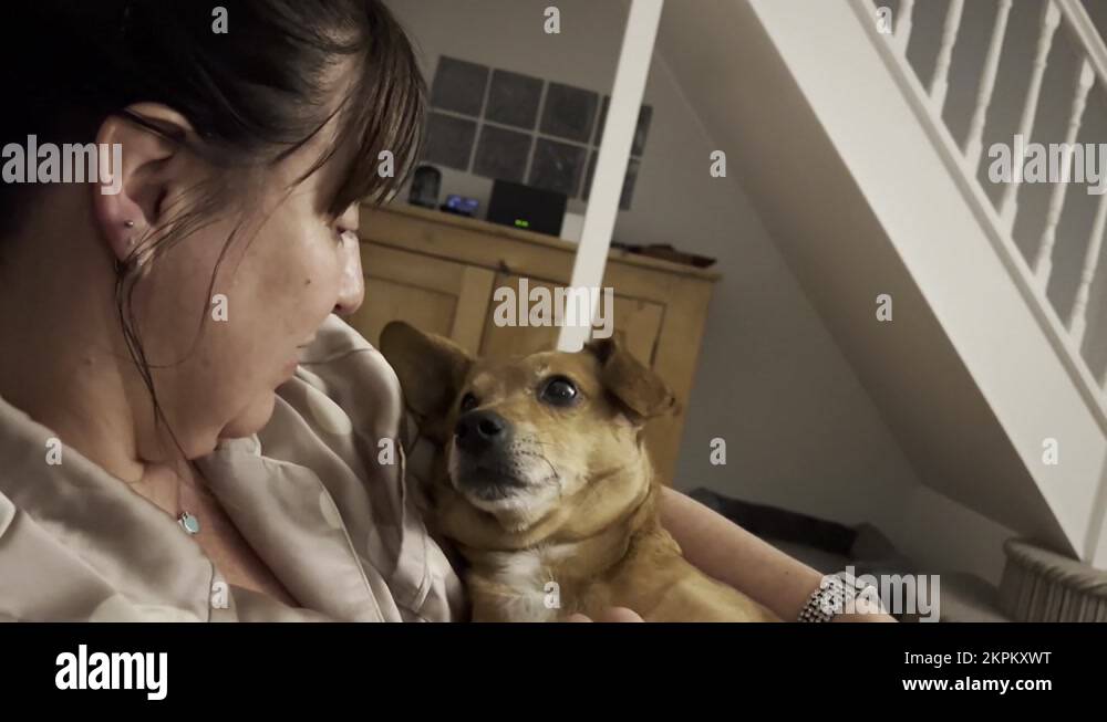 Human and dog bonding Stock Videos & Footage - HD and 4K Video Clips ...