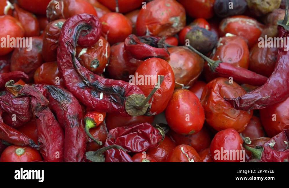 Rotten spoiled fresh tomatoes. Food Loss at the Farm Level. Crop Damage ...