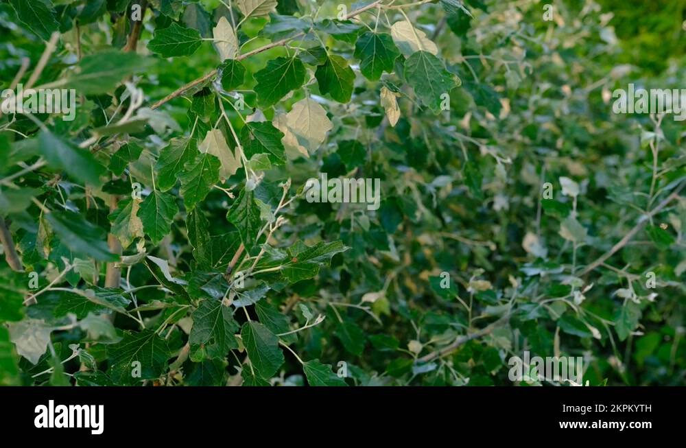 Populus nigra tree Stock Videos & Footage - HD and 4K Video Clips - Alamy