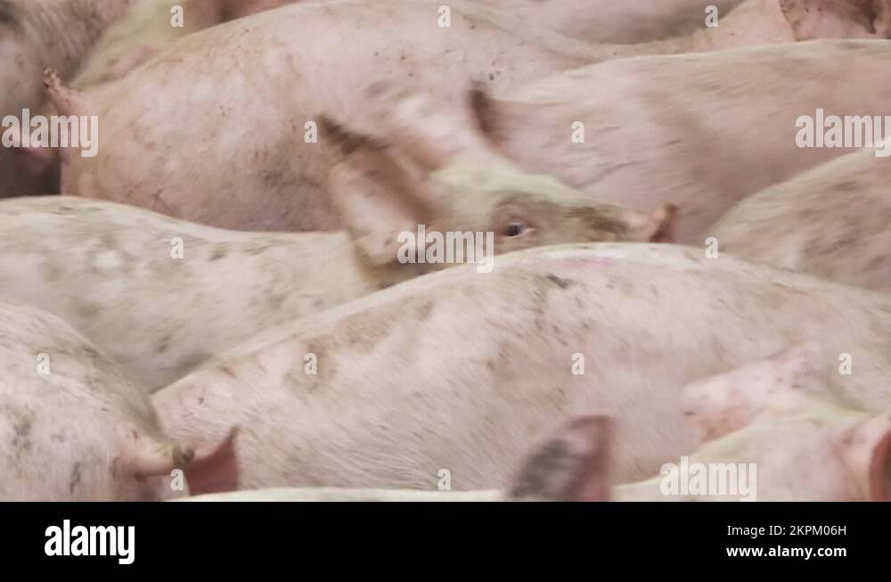 A pig farm with a large number of pigs. Modern agricultural pig farm ...